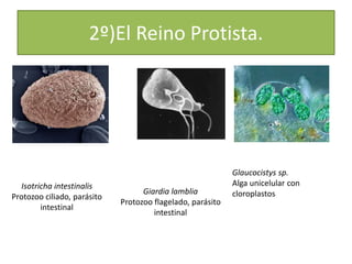 17. clasificación de los seres vivos. | PPTX