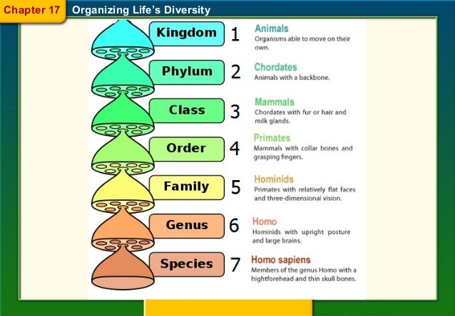 17.1 The History of Classification