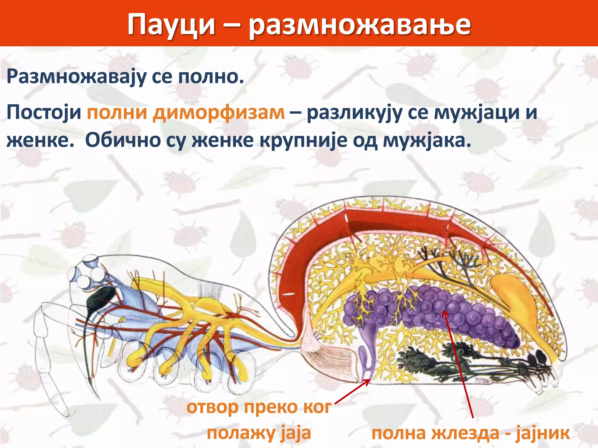 Paukoliki zglavkari i Stonoge | PPTX