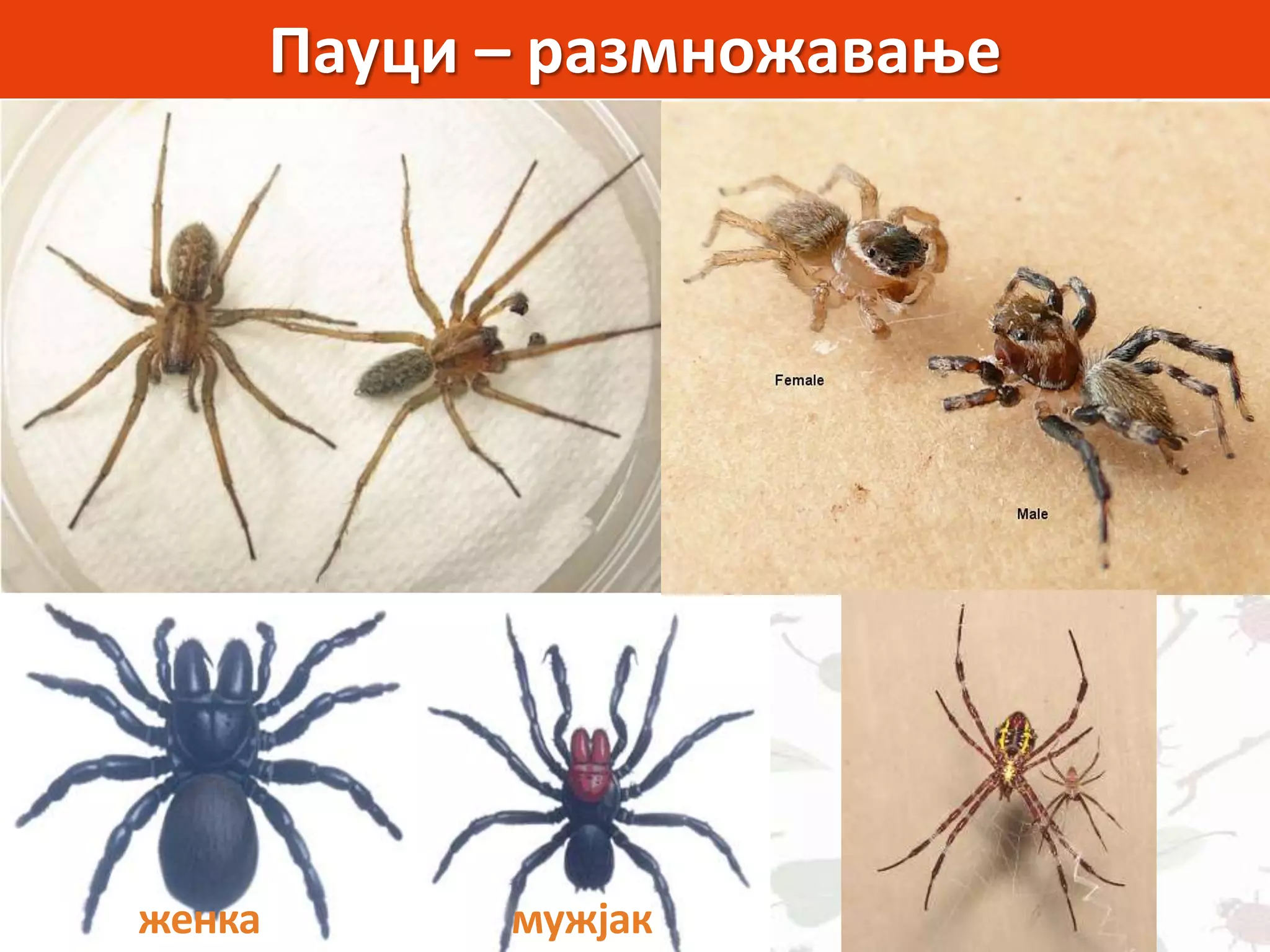 Paukoliki zglavkari i Stonoge | PPTX