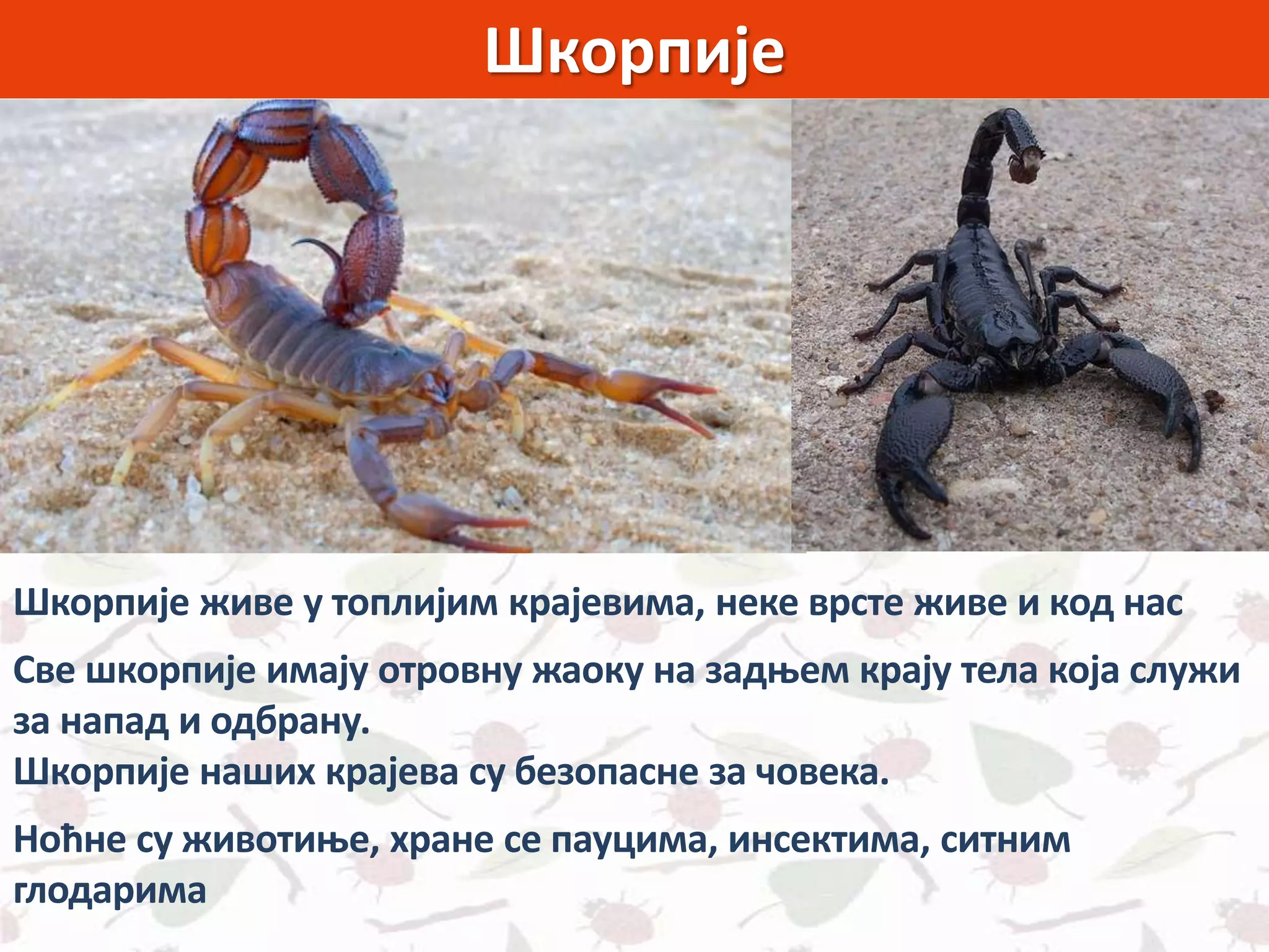 Paukoliki zglavkari i Stonoge | PPTX