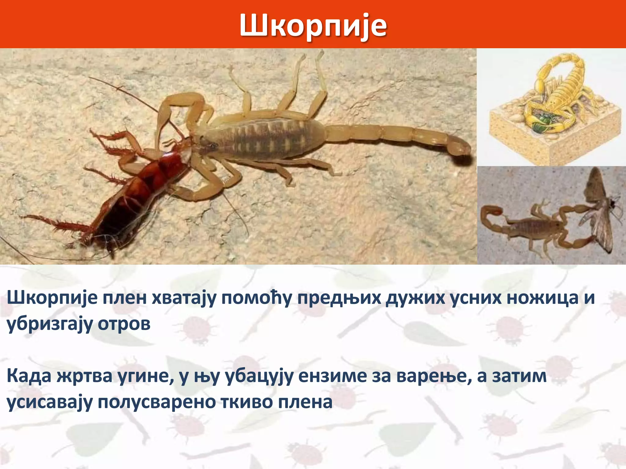 Paukoliki zglavkari i Stonoge | PPTX