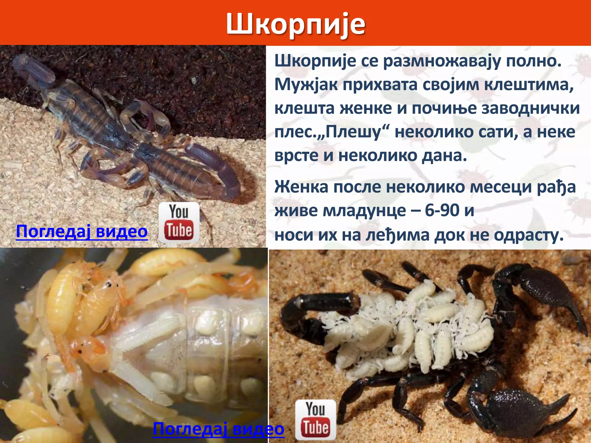 Paukoliki zglavkari i Stonoge | PPTX