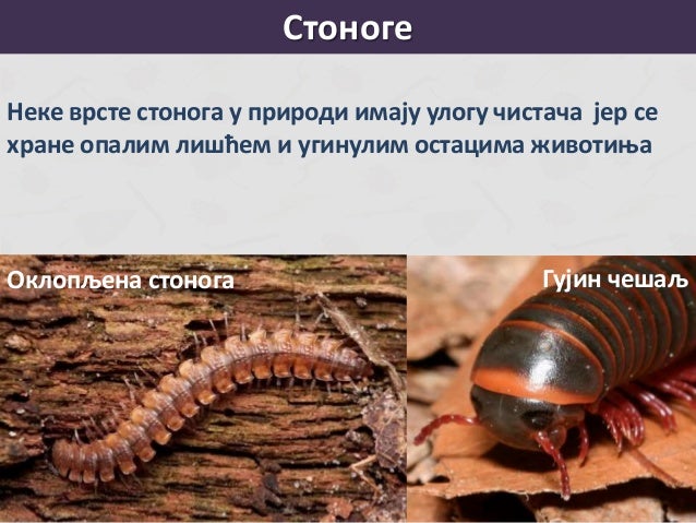 Paukoliki zglavkari i Stonoge