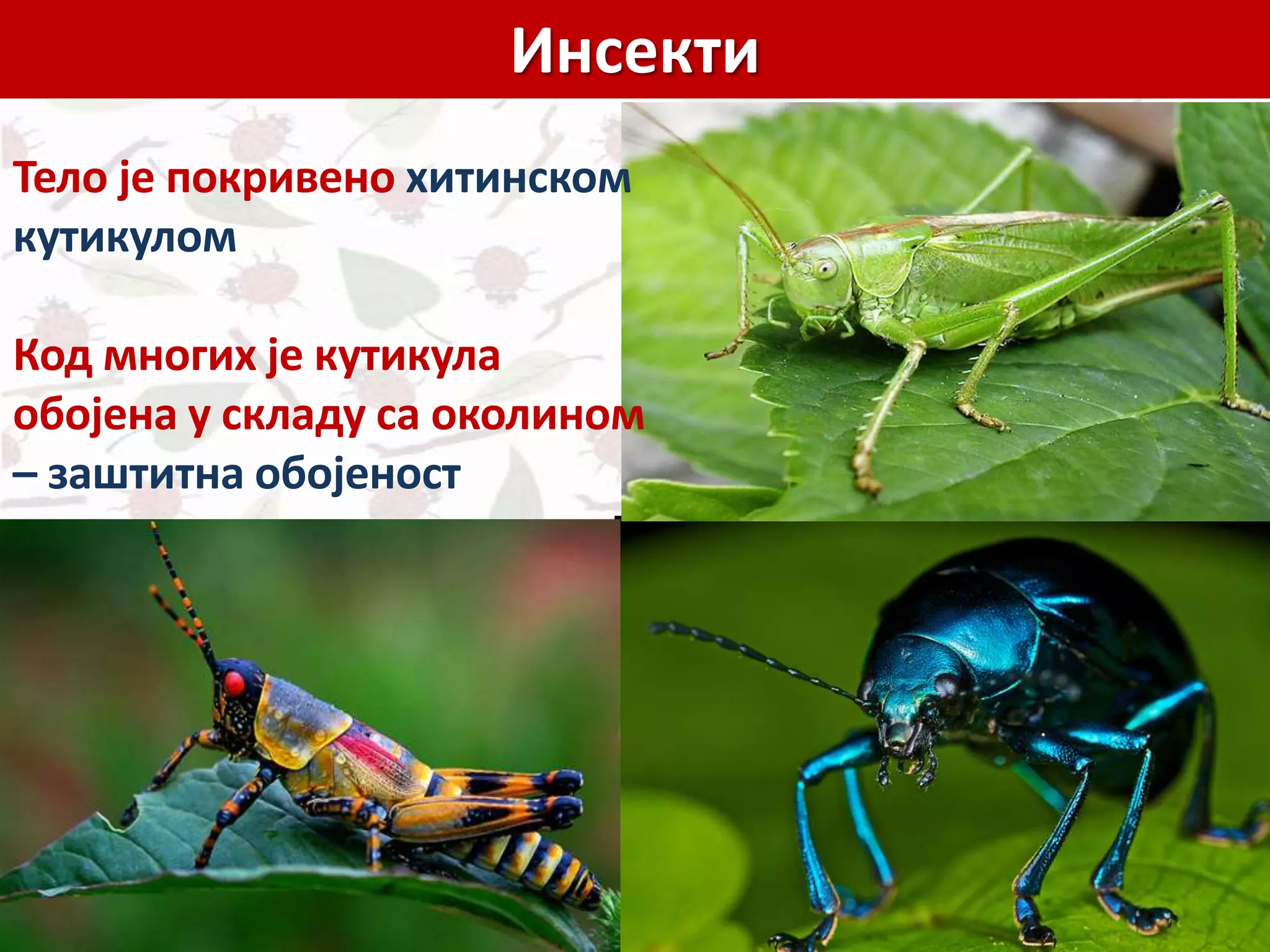 Zglavkari -insekti | PPTX