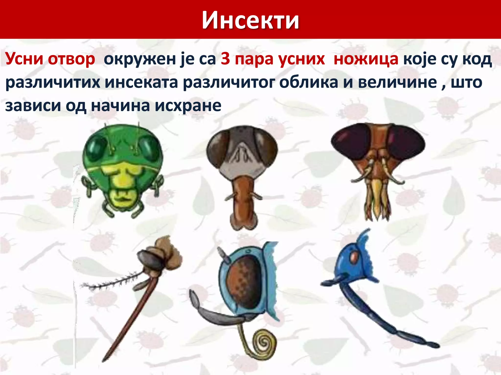 Zglavkari -insekti | PPTX