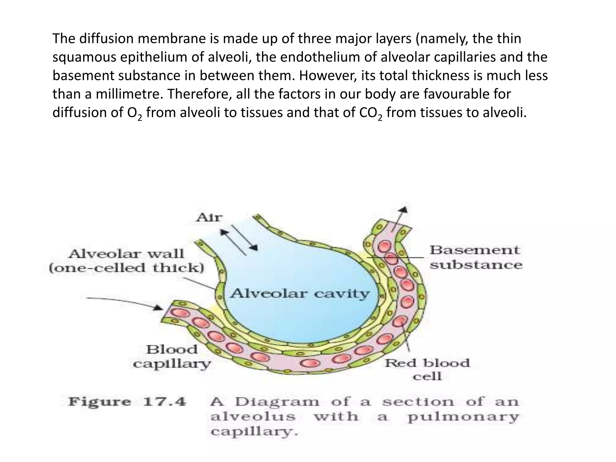 17. Breathing and Exchange of Gases | PPTX