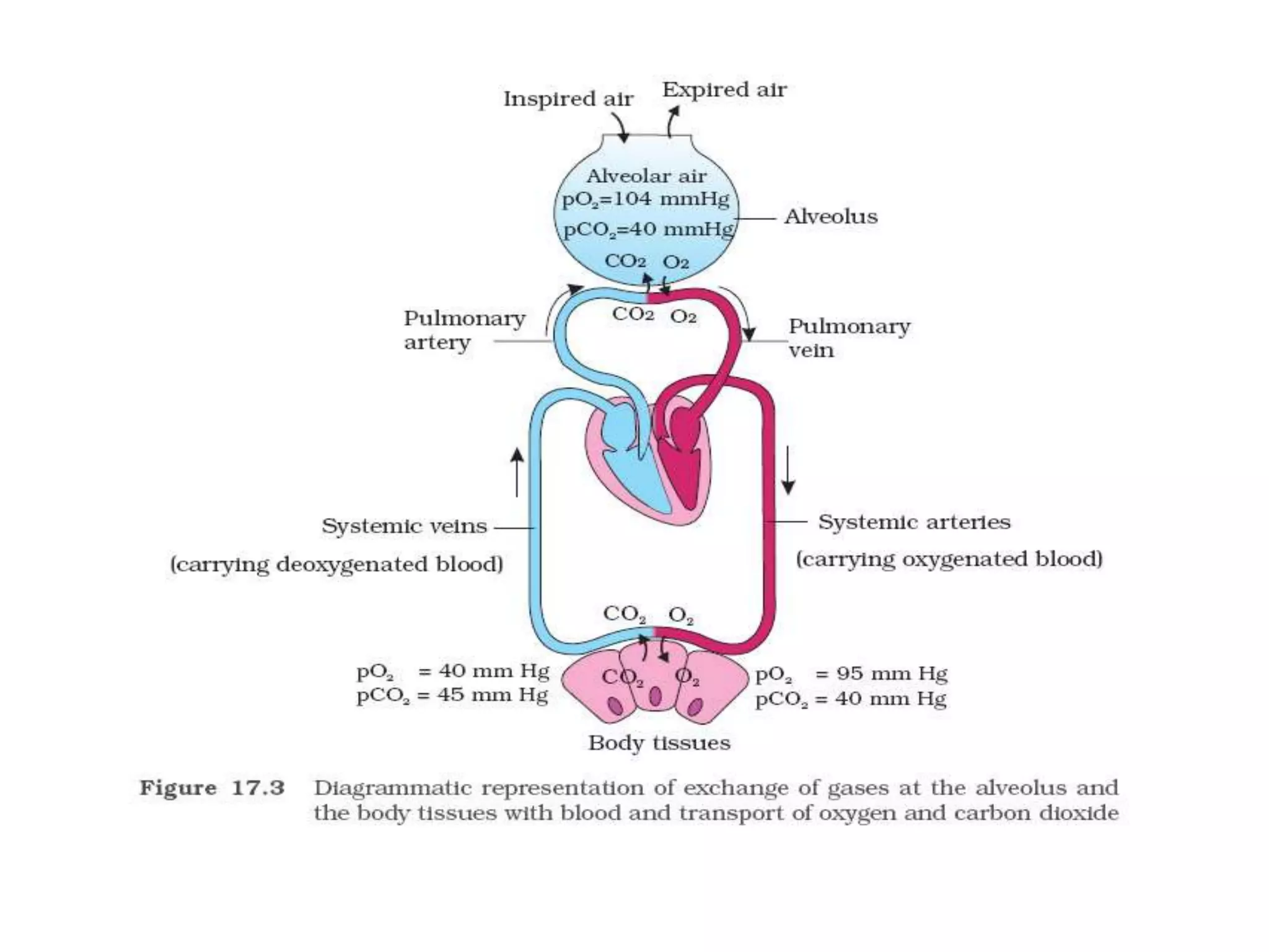 17. Breathing and Exchange of Gases | PPTX