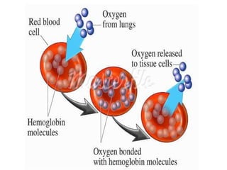 17. Breathing and Exchange of Gases | PPT