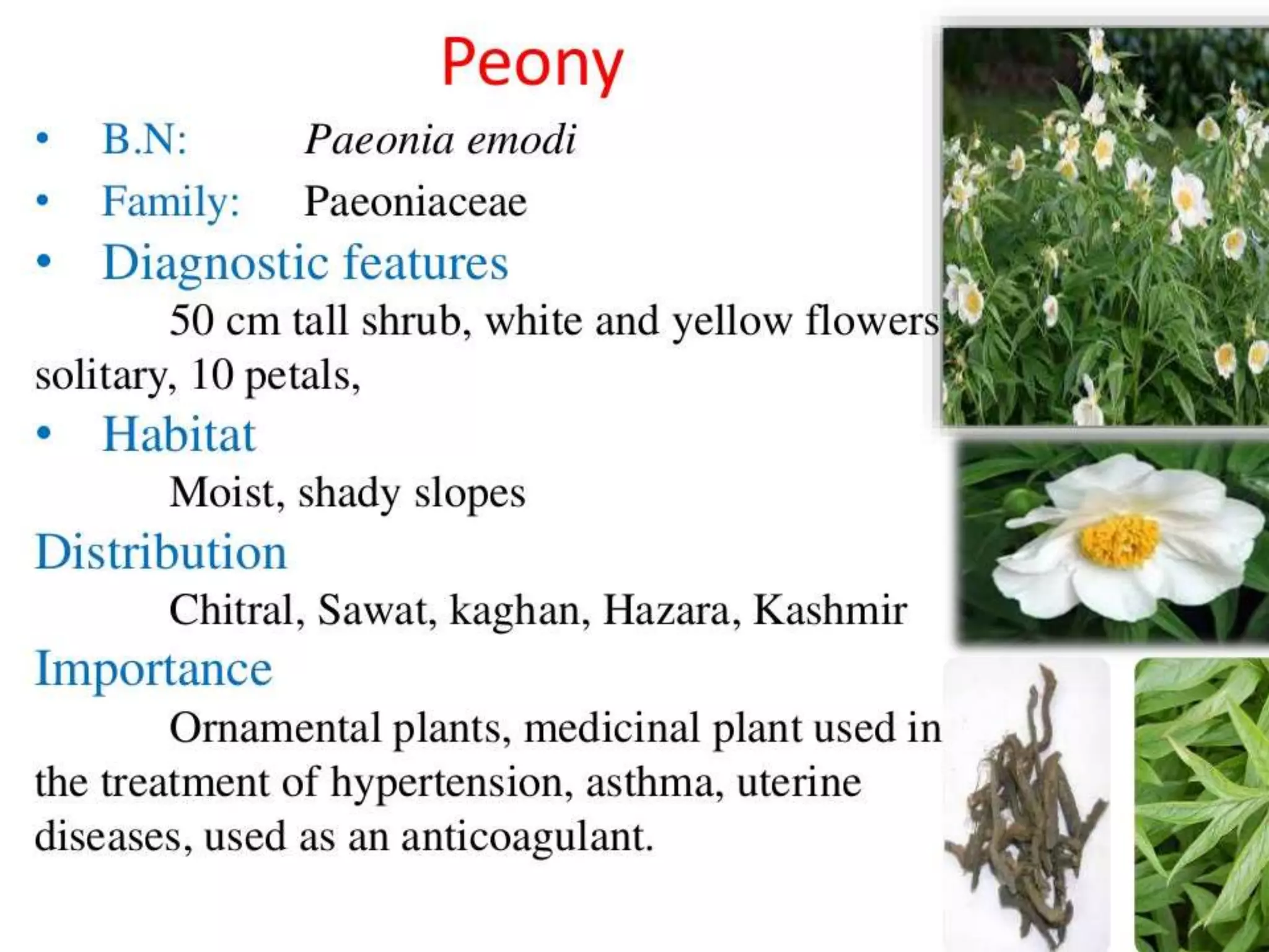 17. Biodiversity and ( native flora of Pakistan) A Presentation By Mr ...