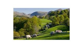 GEOGRAPHY YEAR 10: RURAL ENVIRONMENTS - FARMING IN RURAL AREAS | PPTX ...