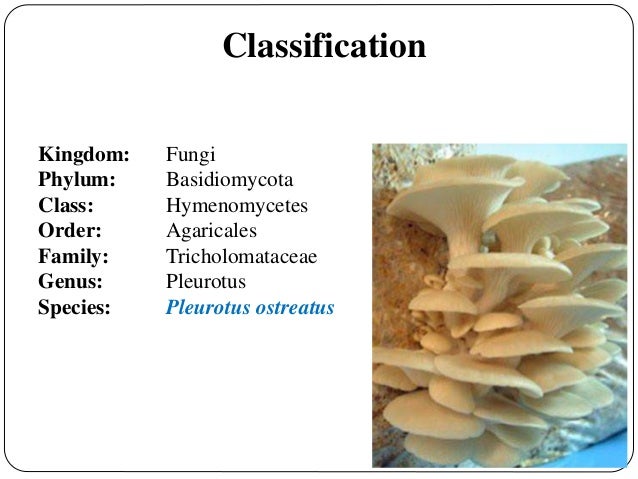 17. Mushroom (what are mushrooms) A Series of Presentation By Mr Alla…