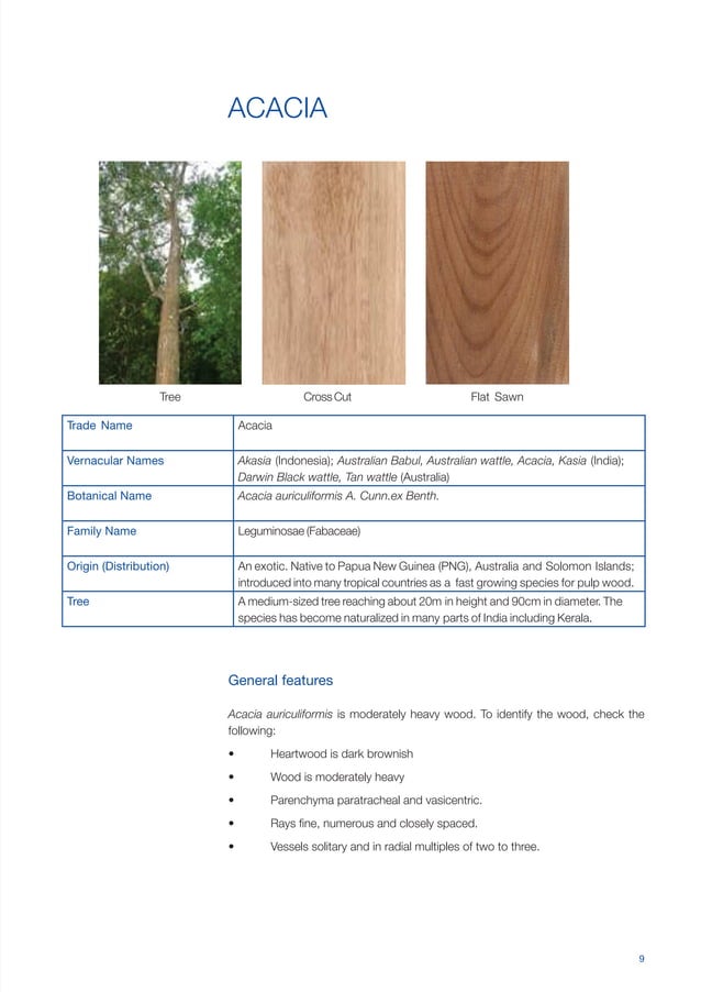 TIMBER IDENTIFICATION MANUAL | PDF
