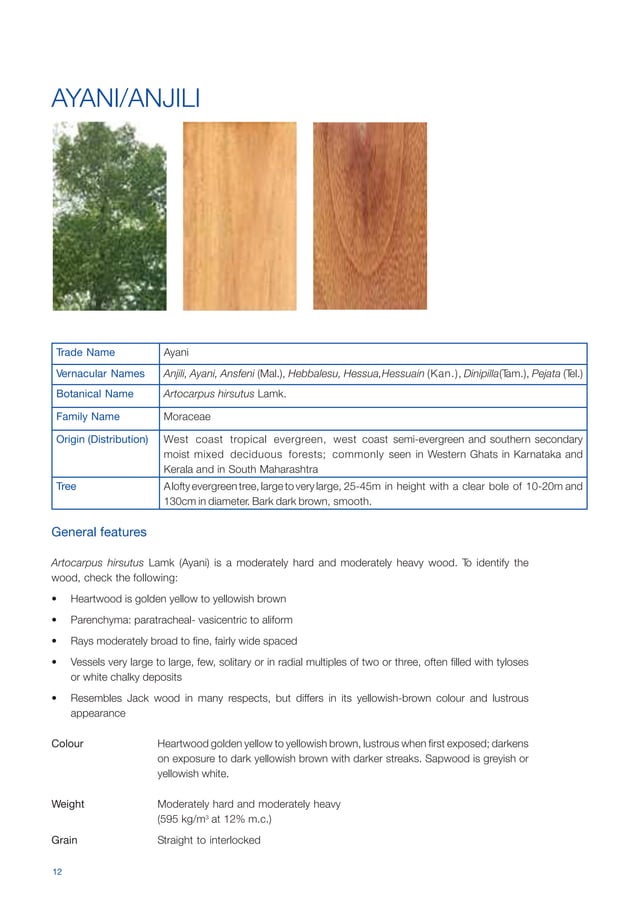 TIMBER IDENTIFICATION MANUAL | PDF