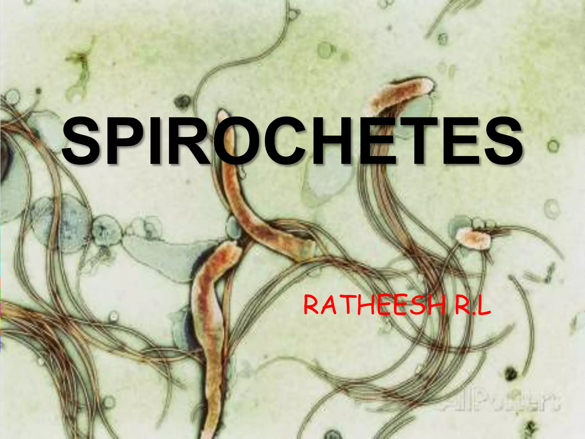 17. spirochetes | PPTX
