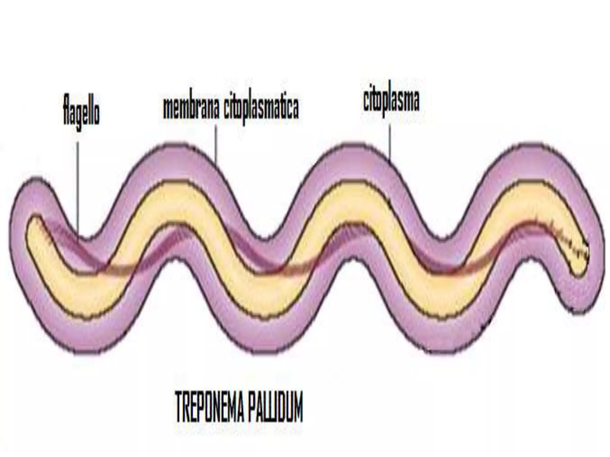 17. spirochetes | PPTX