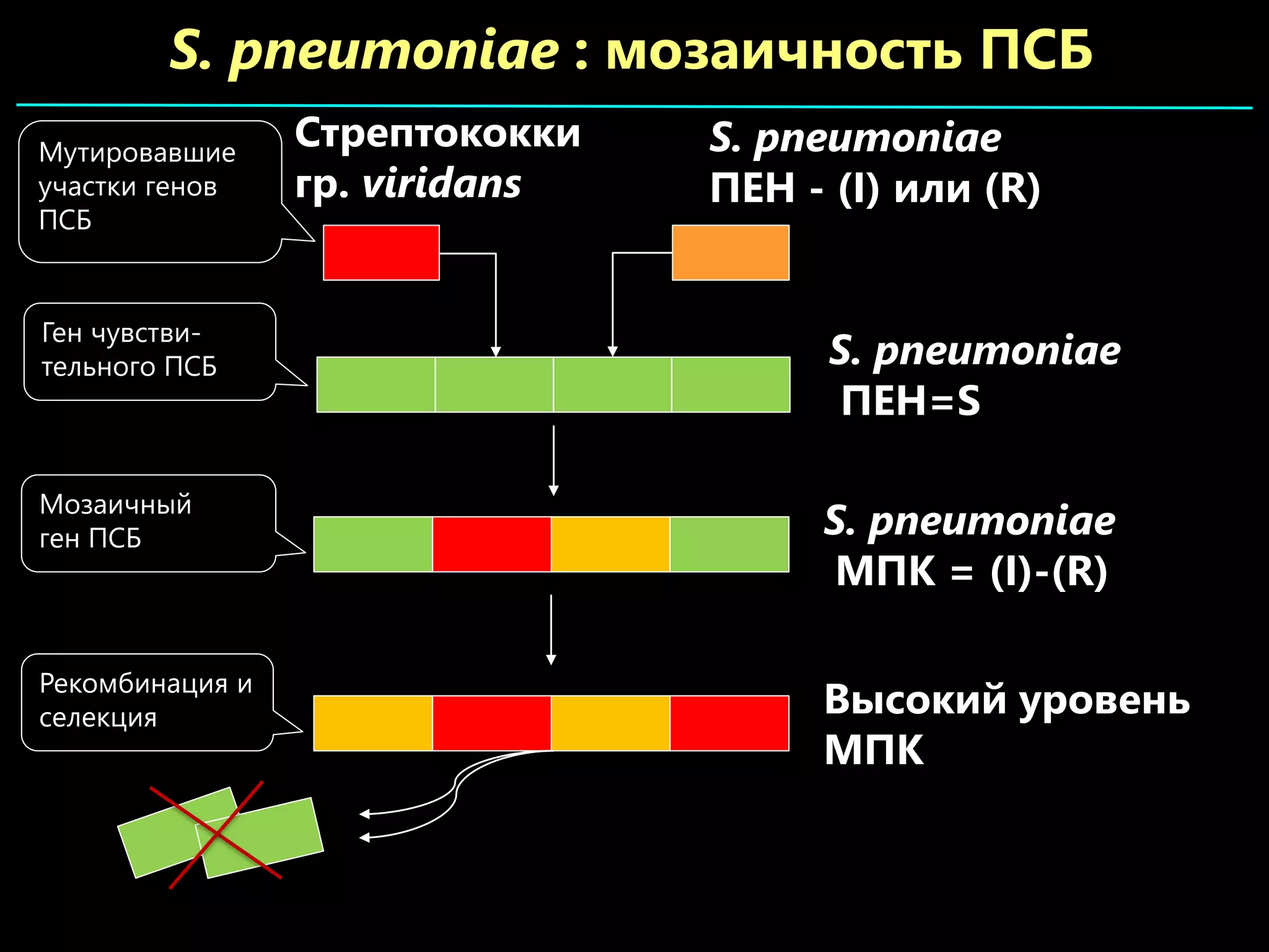 Staphylococcus spp., Enterococcus spp., Streptococcus pneumoniae ...