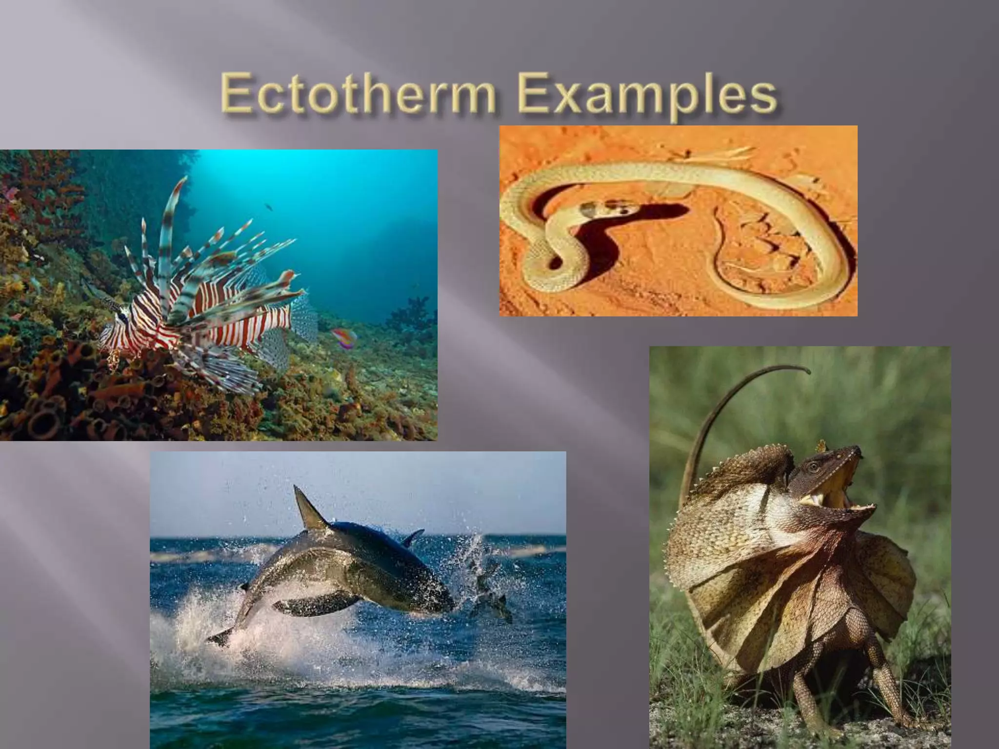 17.1 Common Traits of Vertebrates | PPTX