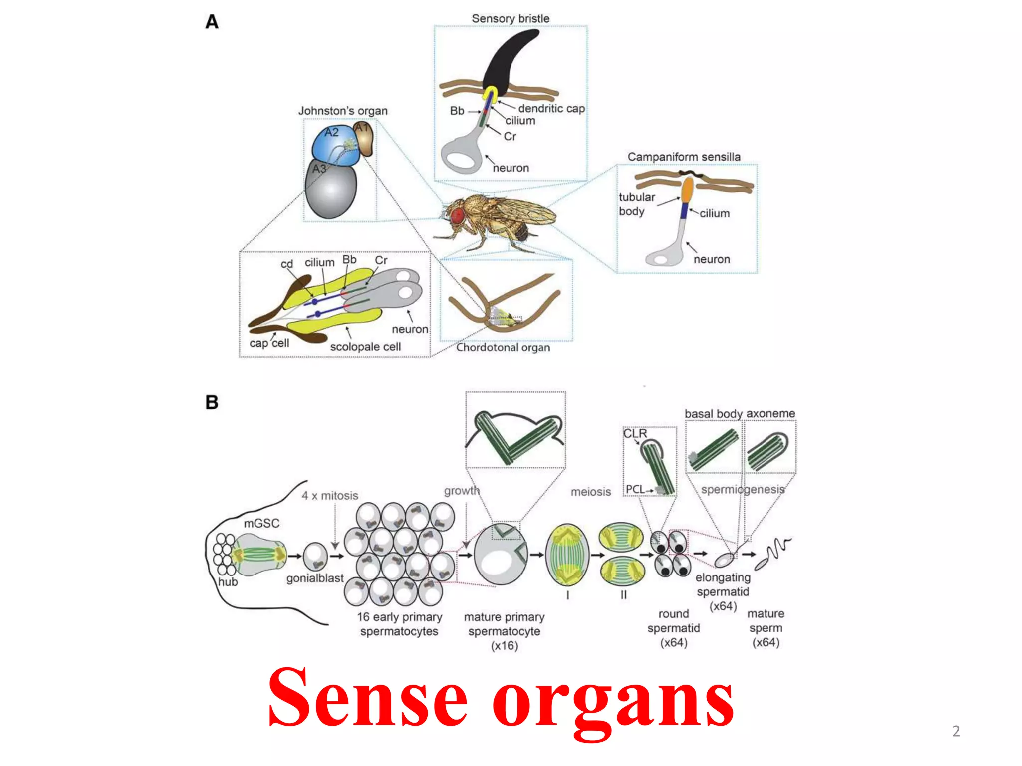 Sense organs | PPTX