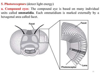 Sense organs | PPTX
