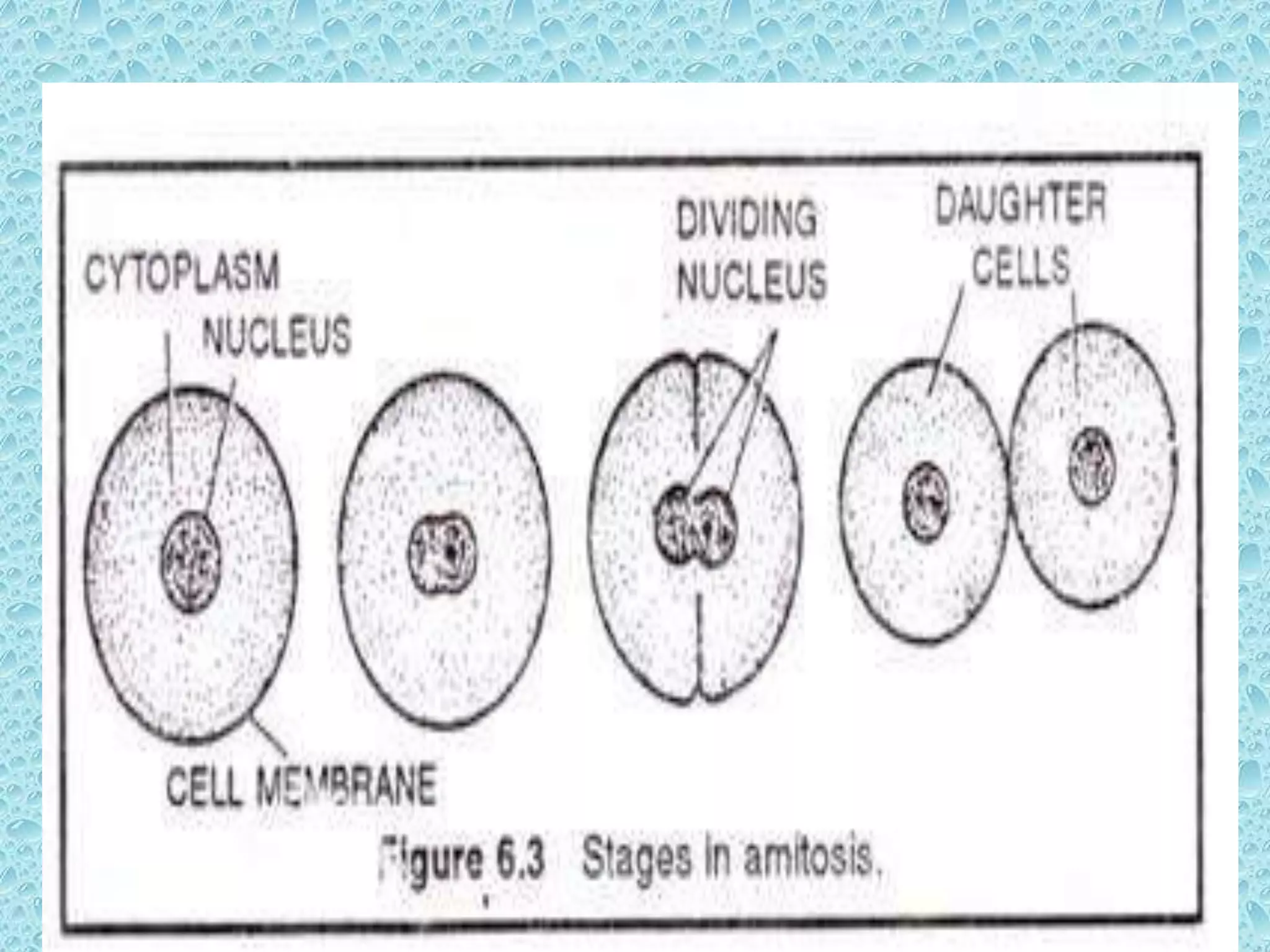 Types of cell divisions | PPTX