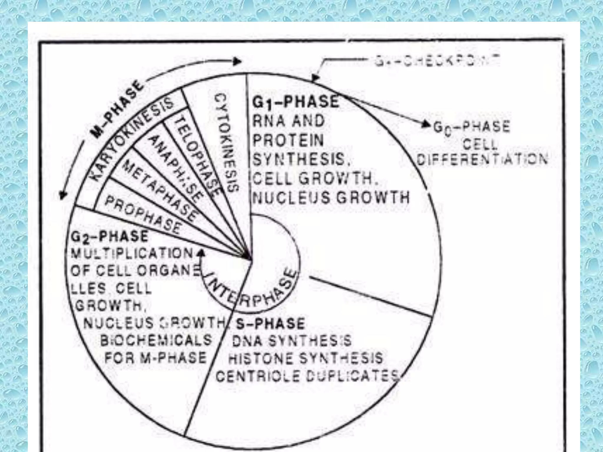 Types of cell divisions | PPTX