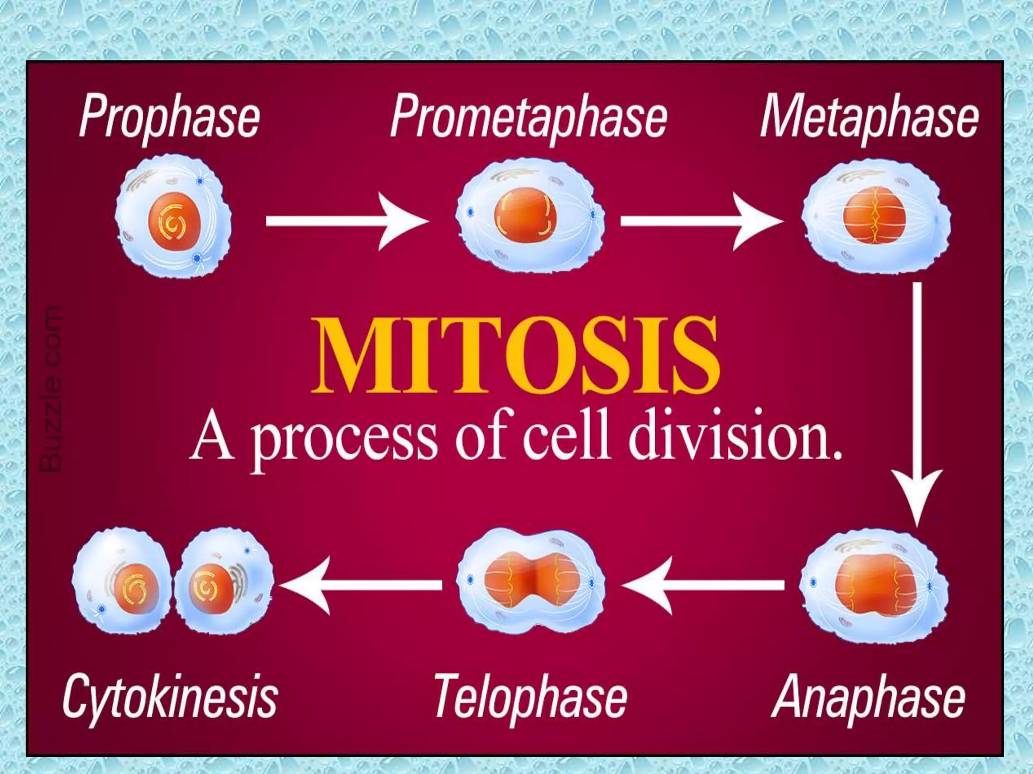 Types of cell divisions | PPTX