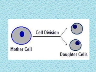 Types of cell divisions | PPTX