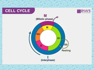 Types of cell divisions | PPTX