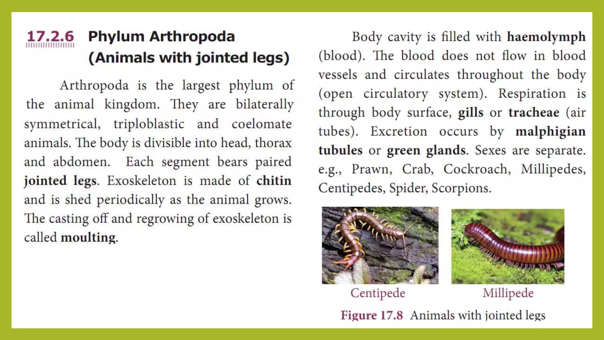 17. Pedagogy of Biological Science (Part II ) - Animal Kingdom | PPSX
