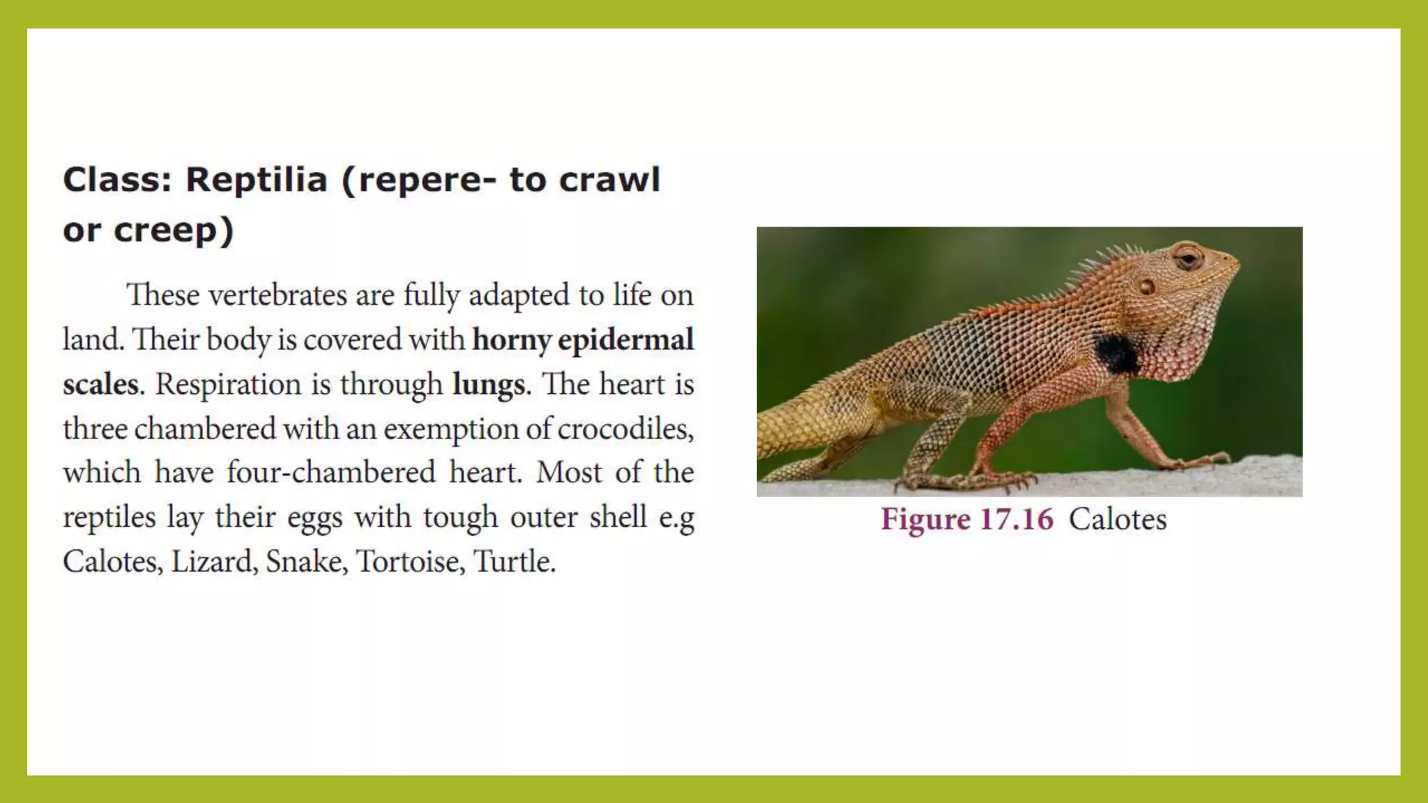 17. Pedagogy of Biological Science (Part II ) - Animal Kingdom | PPSX