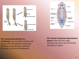 Turbellaria Reproduction