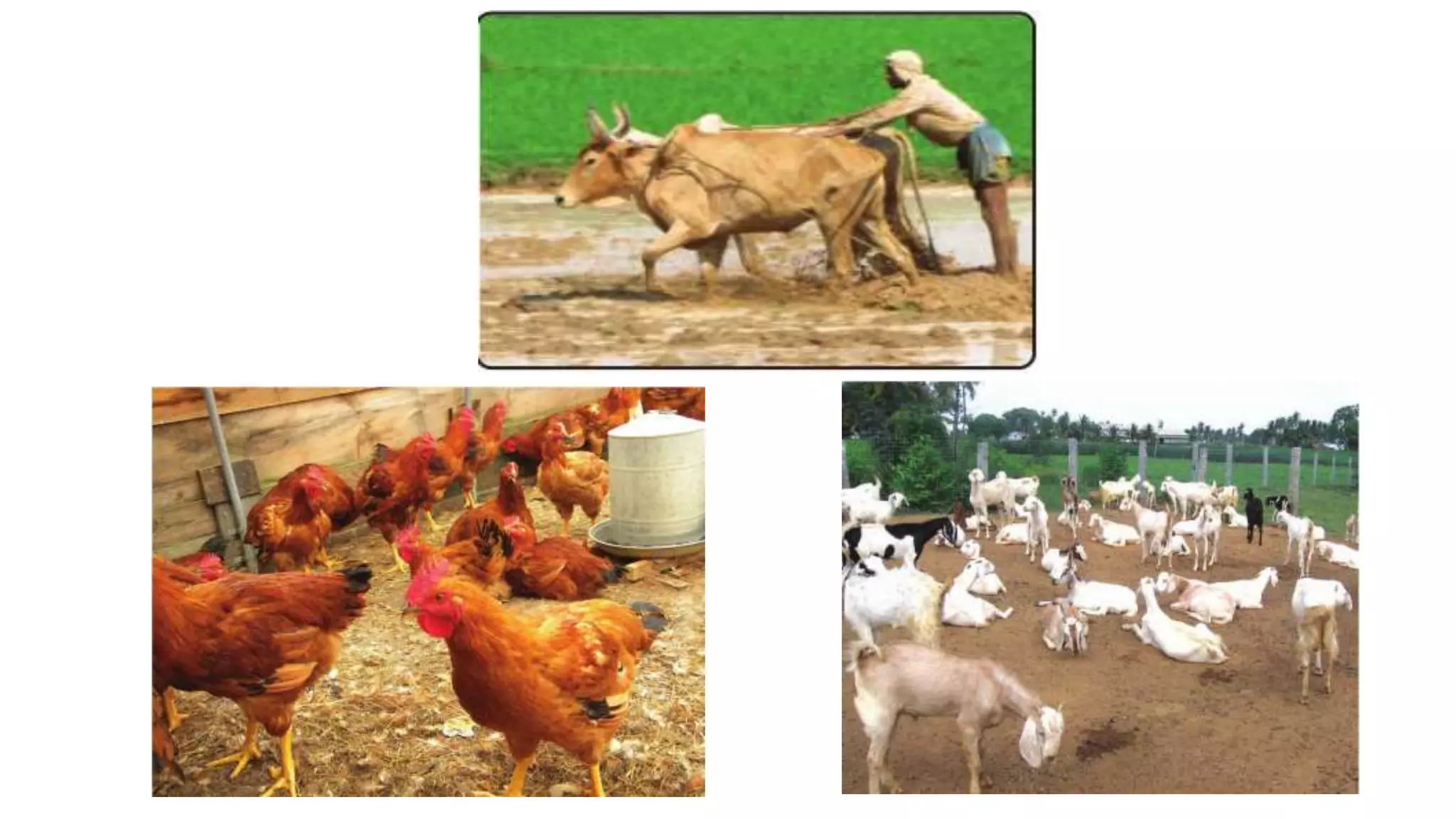17.agriculture and cattle rearing | PPTX