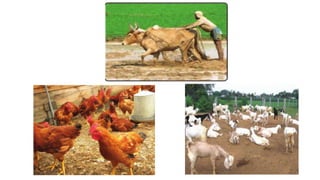 17.agriculture and cattle rearing | PPTX