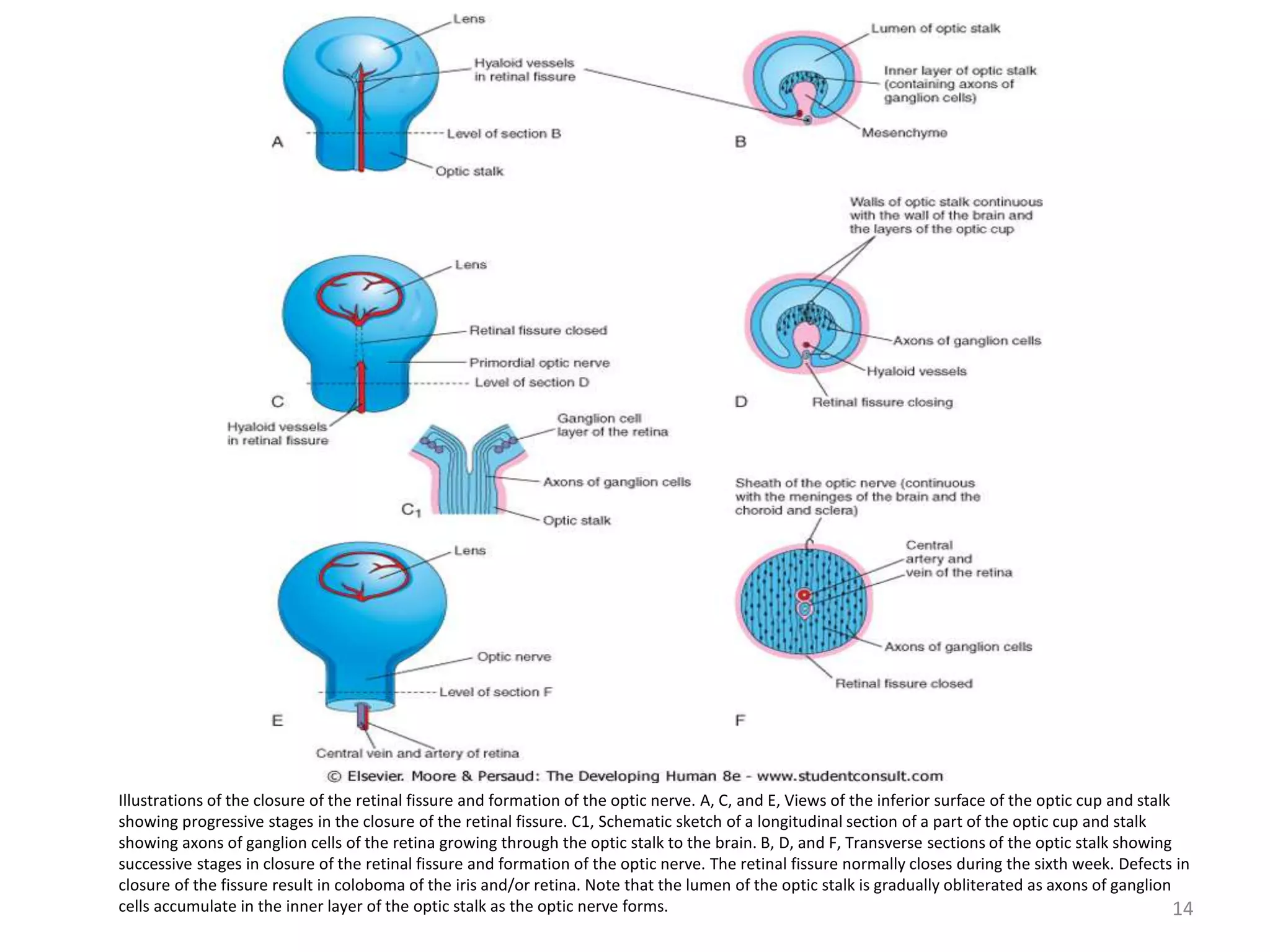 17. DEVELOPMENT OF HUMAN EYE AND EAR 2017.pptx