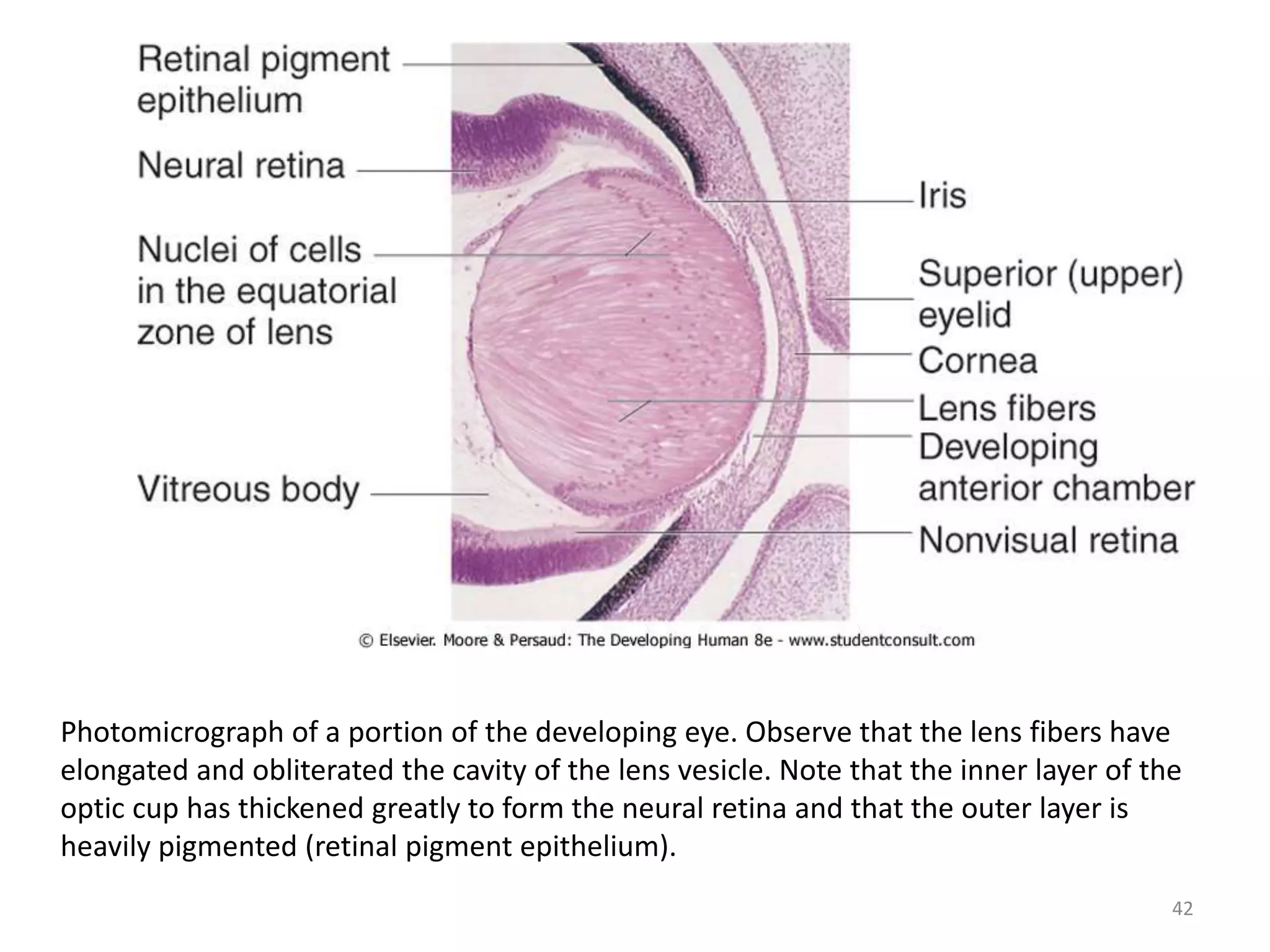 17. DEVELOPMENT OF HUMAN EYE AND EAR 2017.pptx