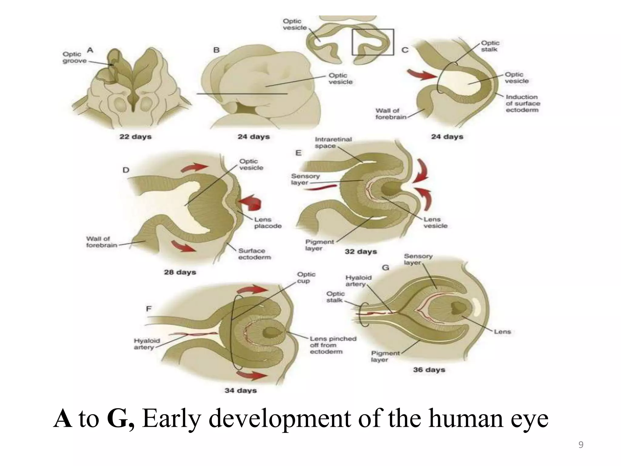 17. DEVELOPMENT OF HUMAN EYE AND EAR 2017.pptx