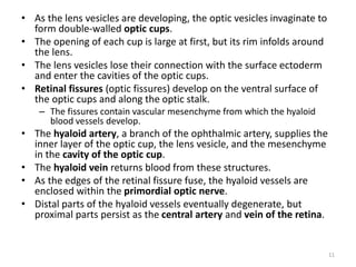 17. DEVELOPMENT OF HUMAN EYE AND EAR 2017.pptx