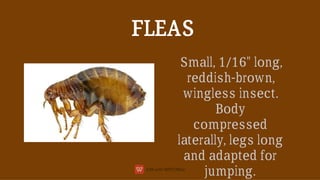 17. flea control.pdf