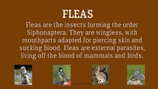 17. flea control.pdf