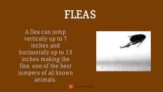 17. flea control.pdf
