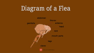 17. flea control.pdf