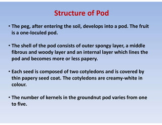 17. Groundnut.pdf | Food & Drink