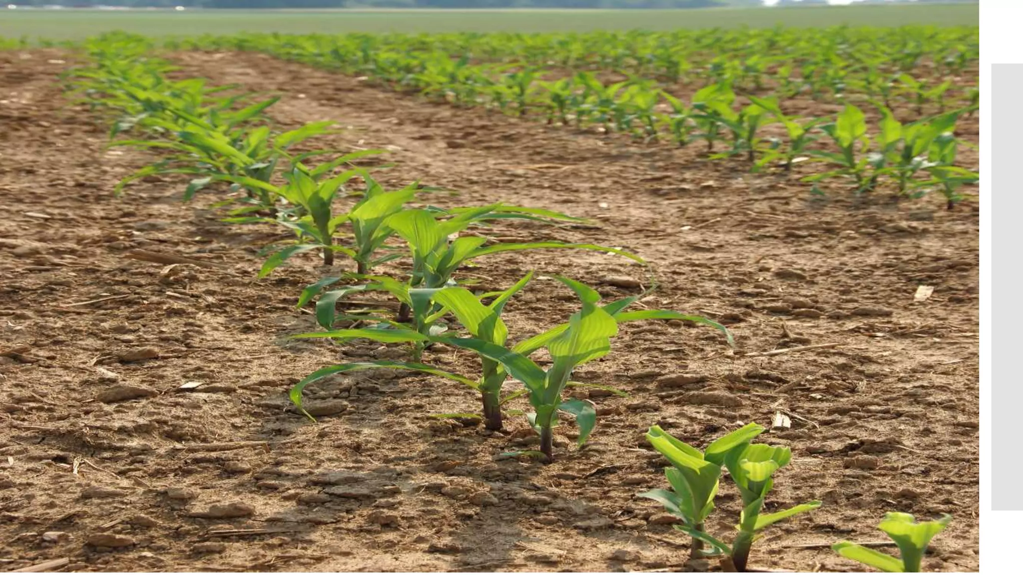 Maize Crop cultivation steps | PPTX