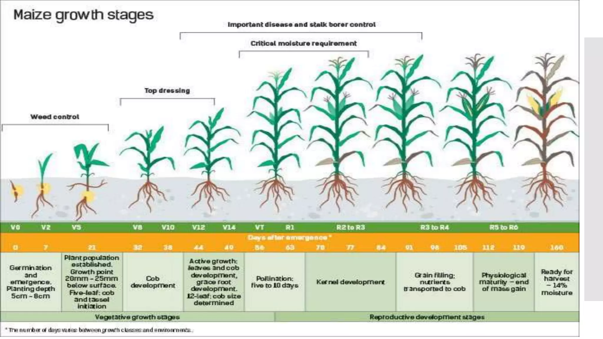 Maize Crop cultivation steps | PPTX