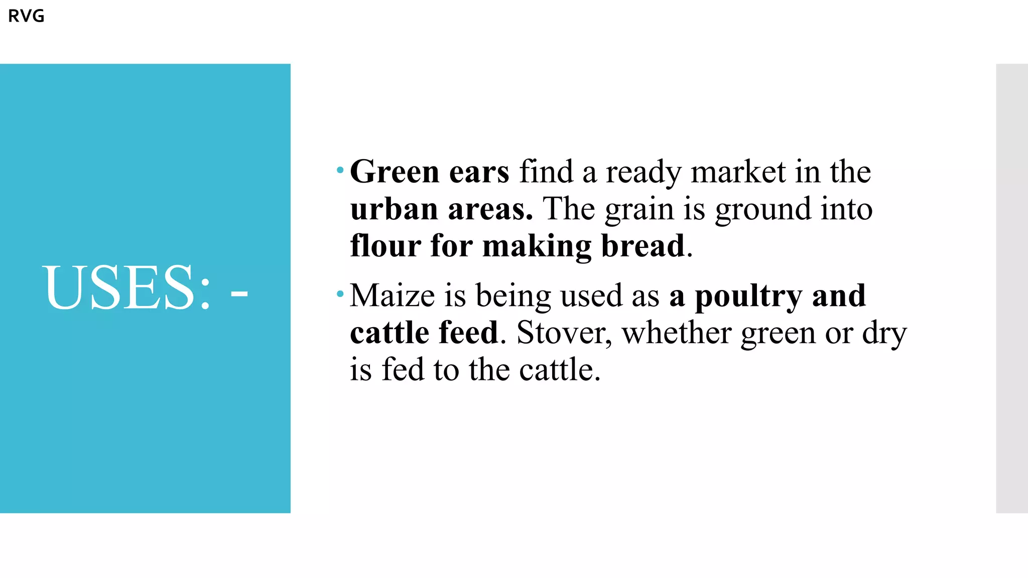 Maize Crop cultivation steps | PPTX