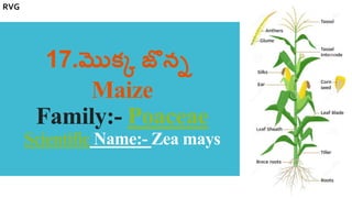 Maize Crop cultivation steps | PPTX