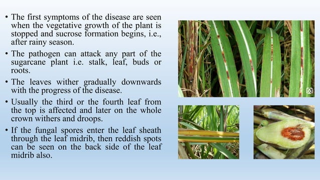 17.red rot of sugsrcane and its management practices | PPT