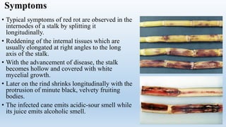 17.red rot of sugsrcane and its management practices | PPT