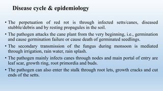 17.red rot of sugsrcane and its management practices | PPT